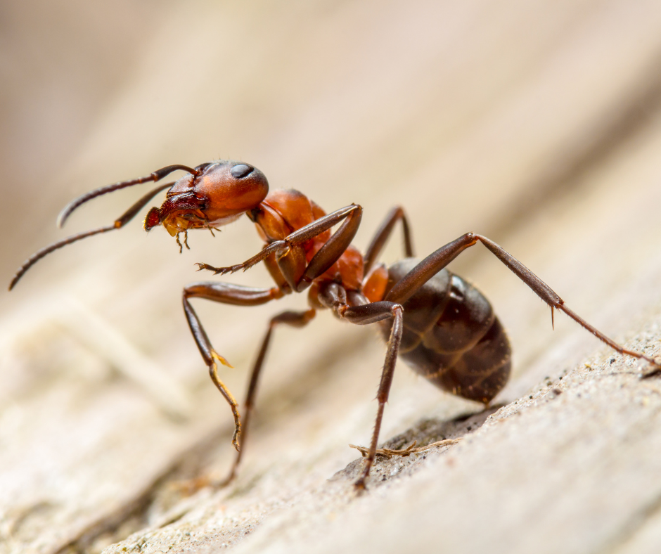 Why Ant Infestations Surge in Spring—and How Businesses and Homeowners ...