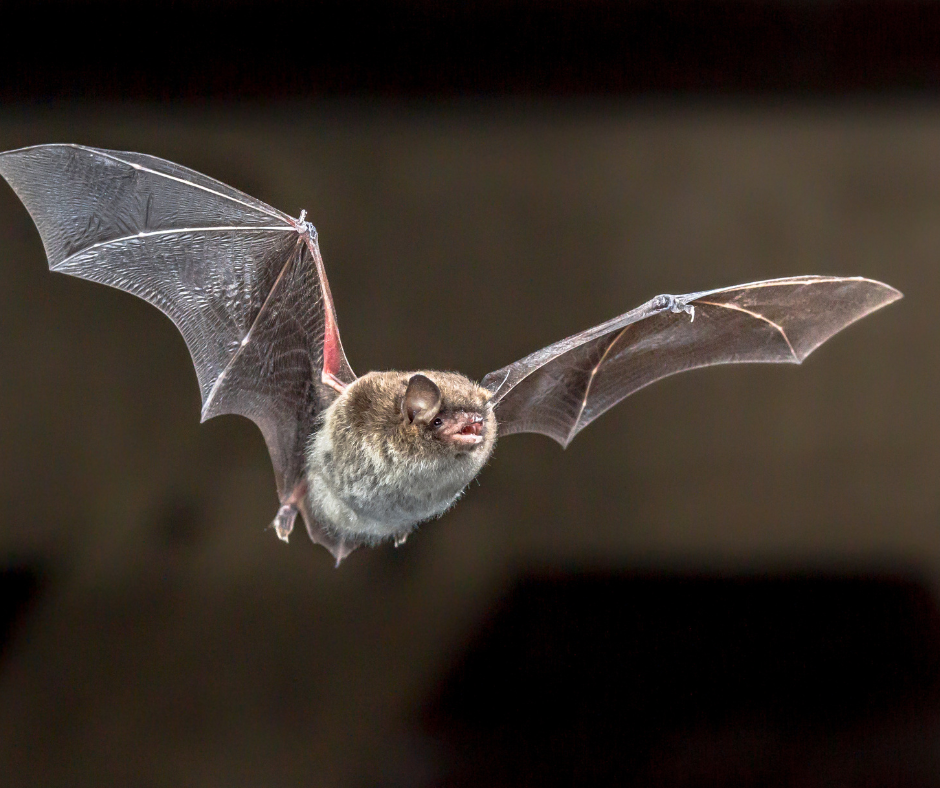 Why Bats Love Your Attic in July—and How to Keep Them Out in Cleveland ...