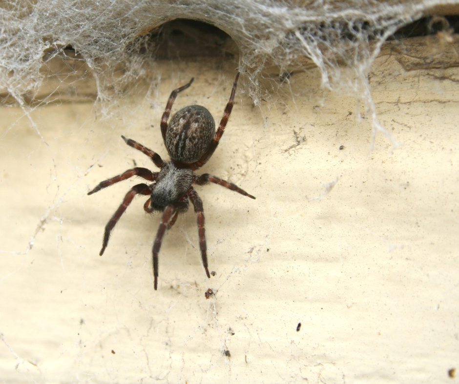 Hermitage PA pest control | Mice in Hermitage PA